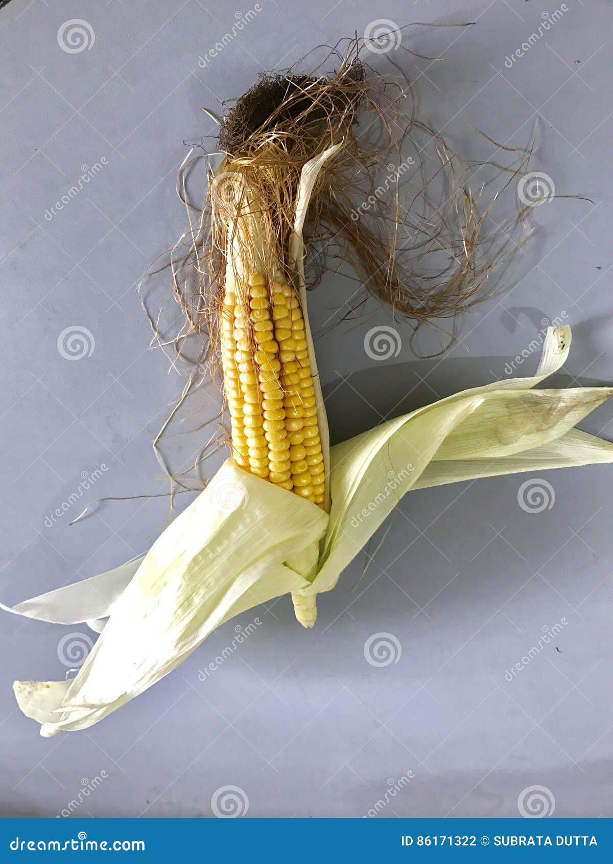Corn stock photo. Image of agriculture, corn, healthy - 86171322