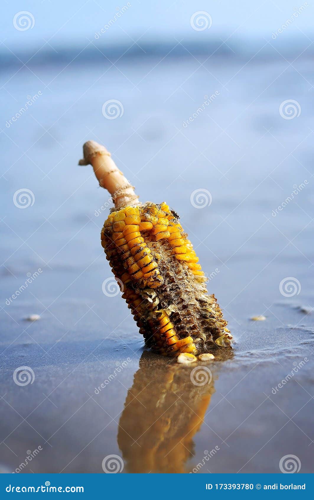 Corn stock photo. Image of sand, corn, sunset, beach - 173393780