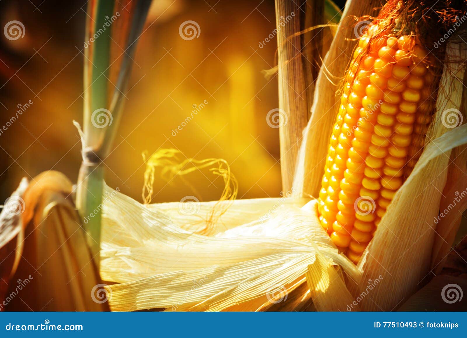 Corn, Corn on the Cob, Sunshine Stock Image - Image of grains, corn ...