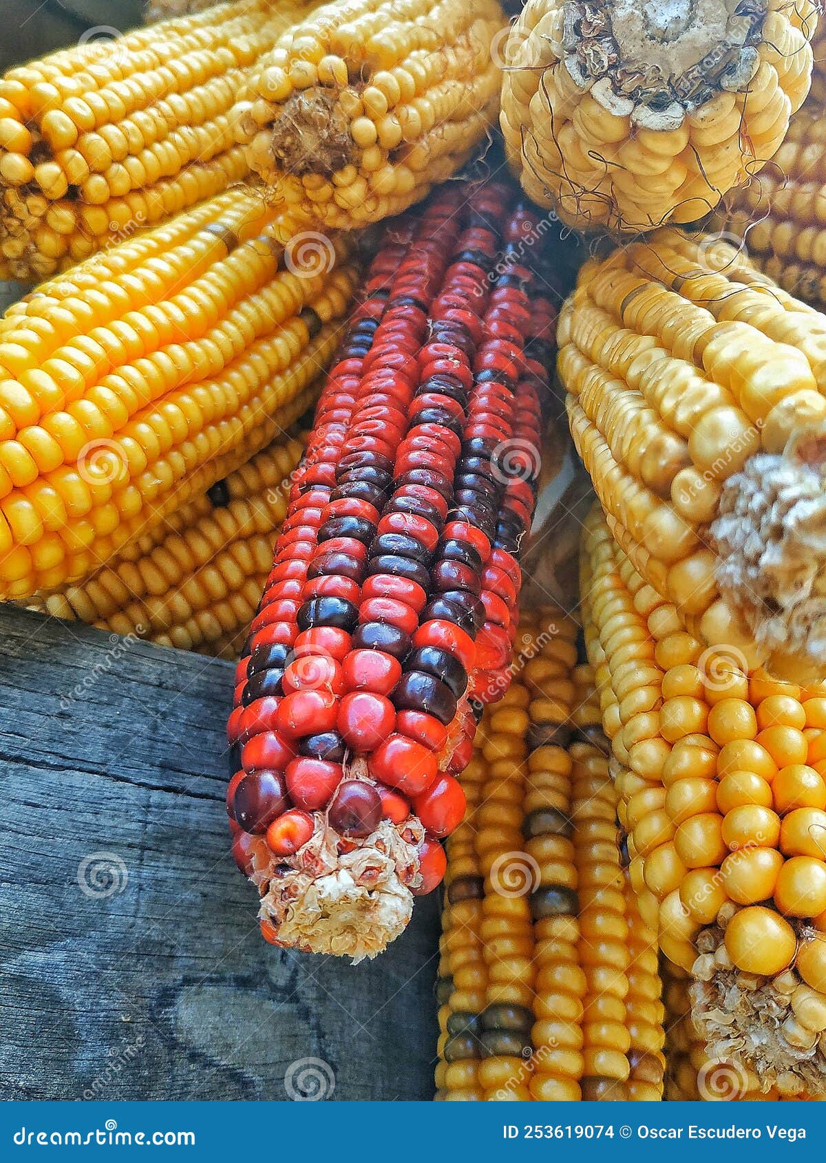 Corn stock photo. Image of vegetable, food, breakfast - 253619074
