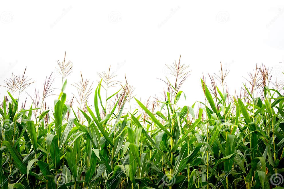 Corn in the Corn Field,Green Corn Field on White Background Stock Photo ...