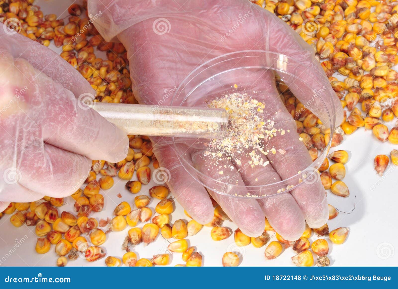Corn and Corn Powder in a Test Tube Stock Photo - Image of altered ...
