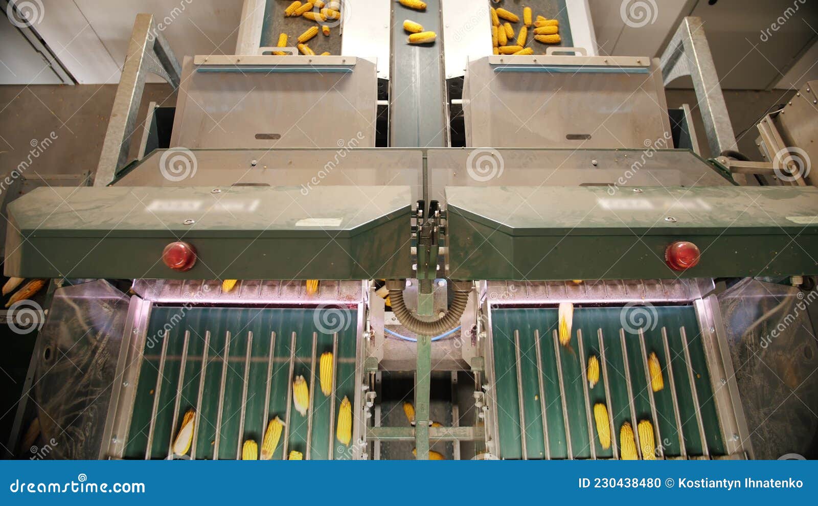 Corn. Corn Seeds Production. Corn Processing Factory. an Enterprise for ...