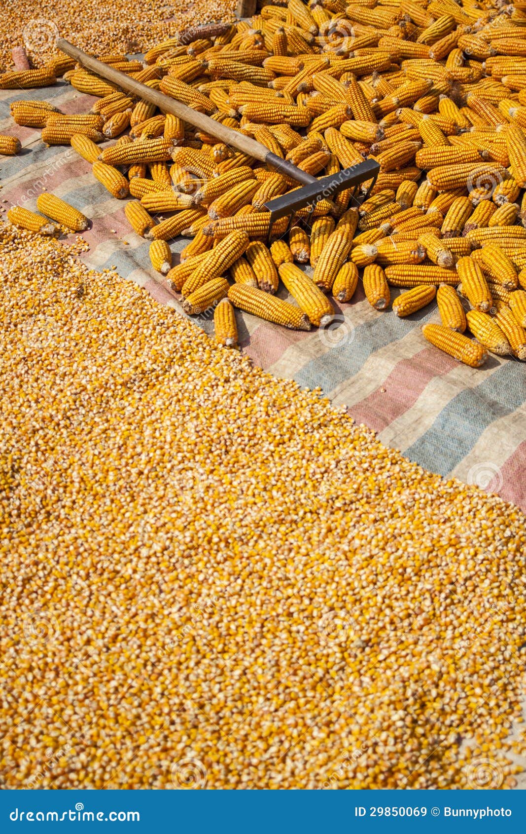 Corn seed stock image. Image of plastic, preserved, corn - 29850069