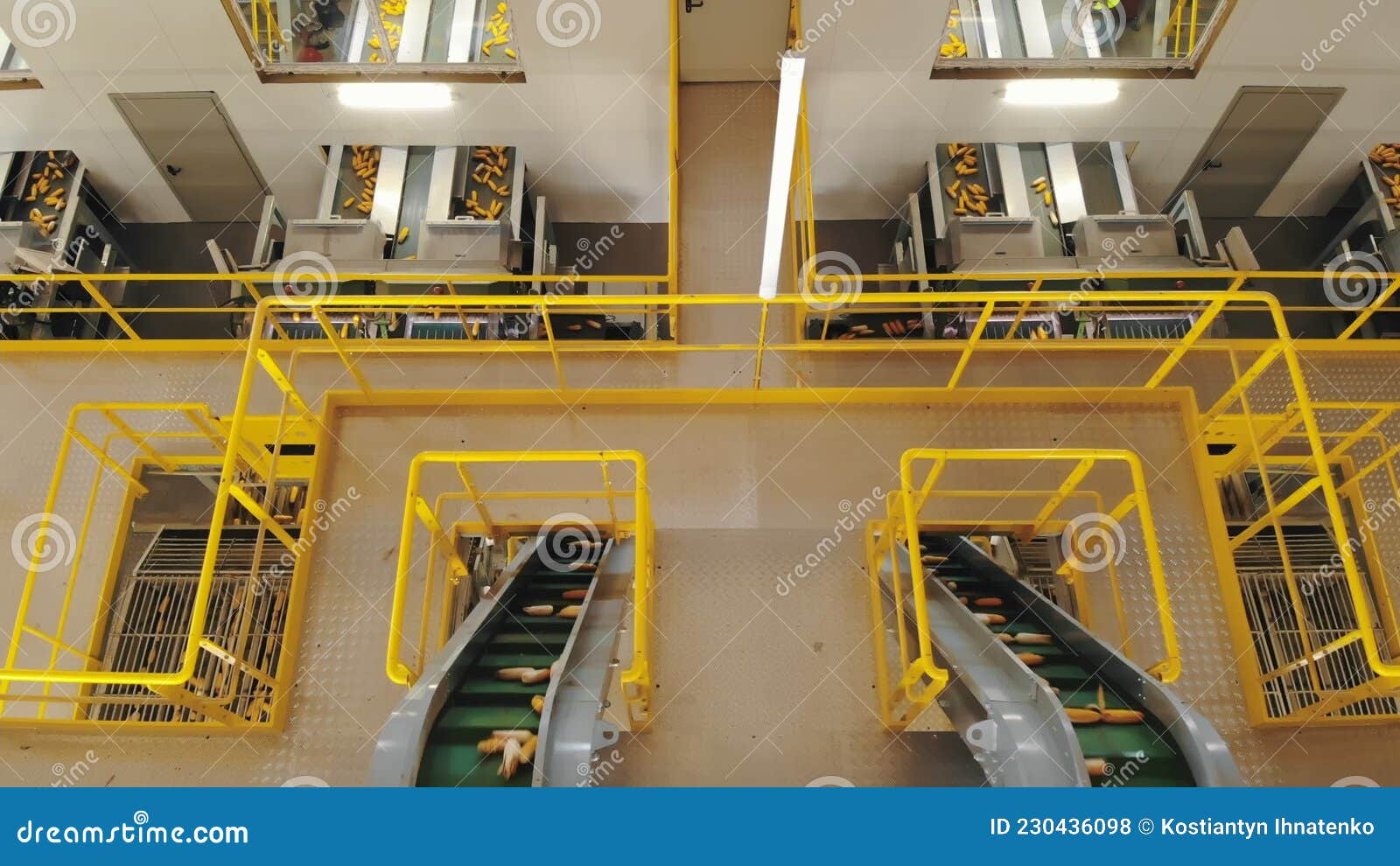 Corn. Corn Seeds Production. Corn Processing Factory. an Enterprise for ...