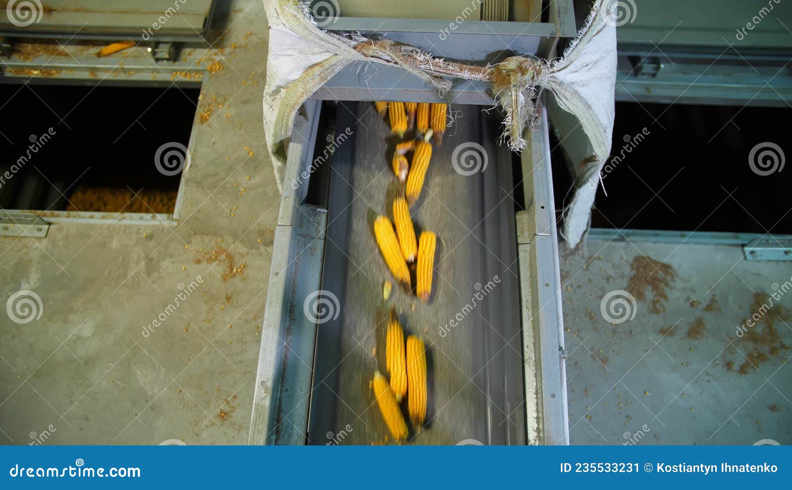 Corn. Corn Seeds Production. Corn Processing Factory. an Enterprise for ...