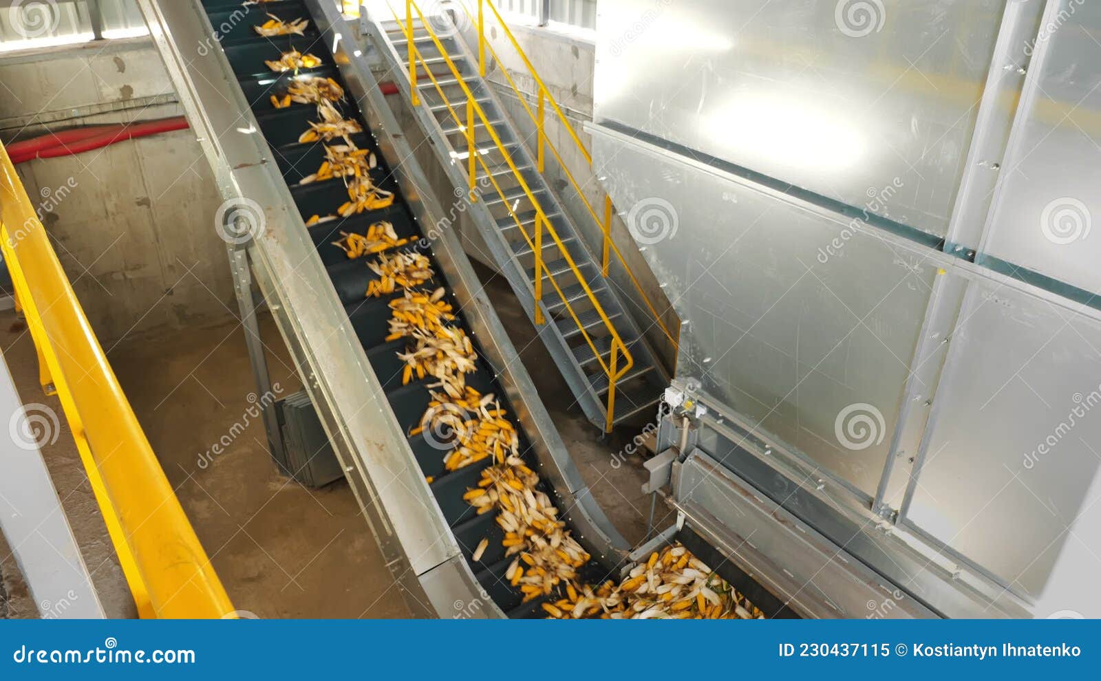 Corn. Corn Seeds Production. Corn Processing Factory. an Enterprise for ...