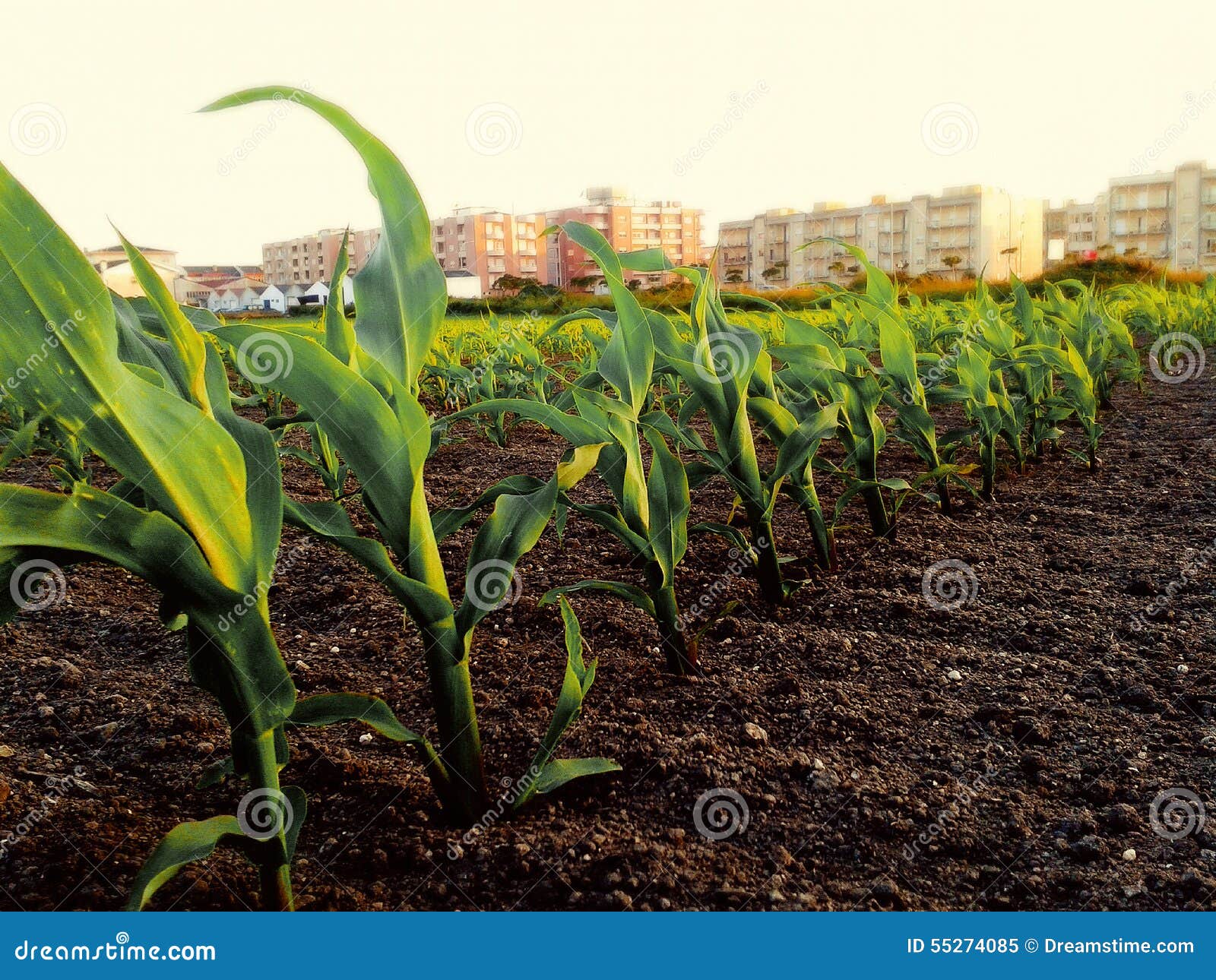 Corn in the corner stock image. Image of transgenic, corner - 55274085