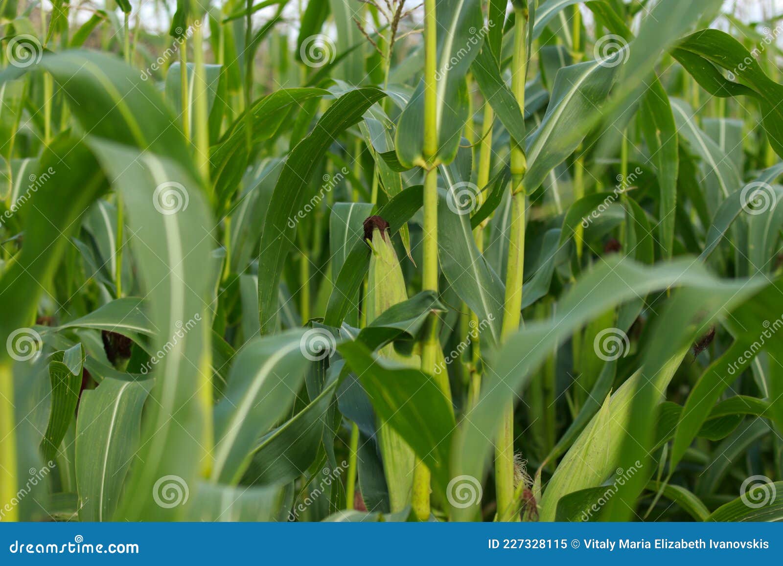 Corn, Cornfield, Agriculture, Season, Harvest, Cobs, August Stock Image ...