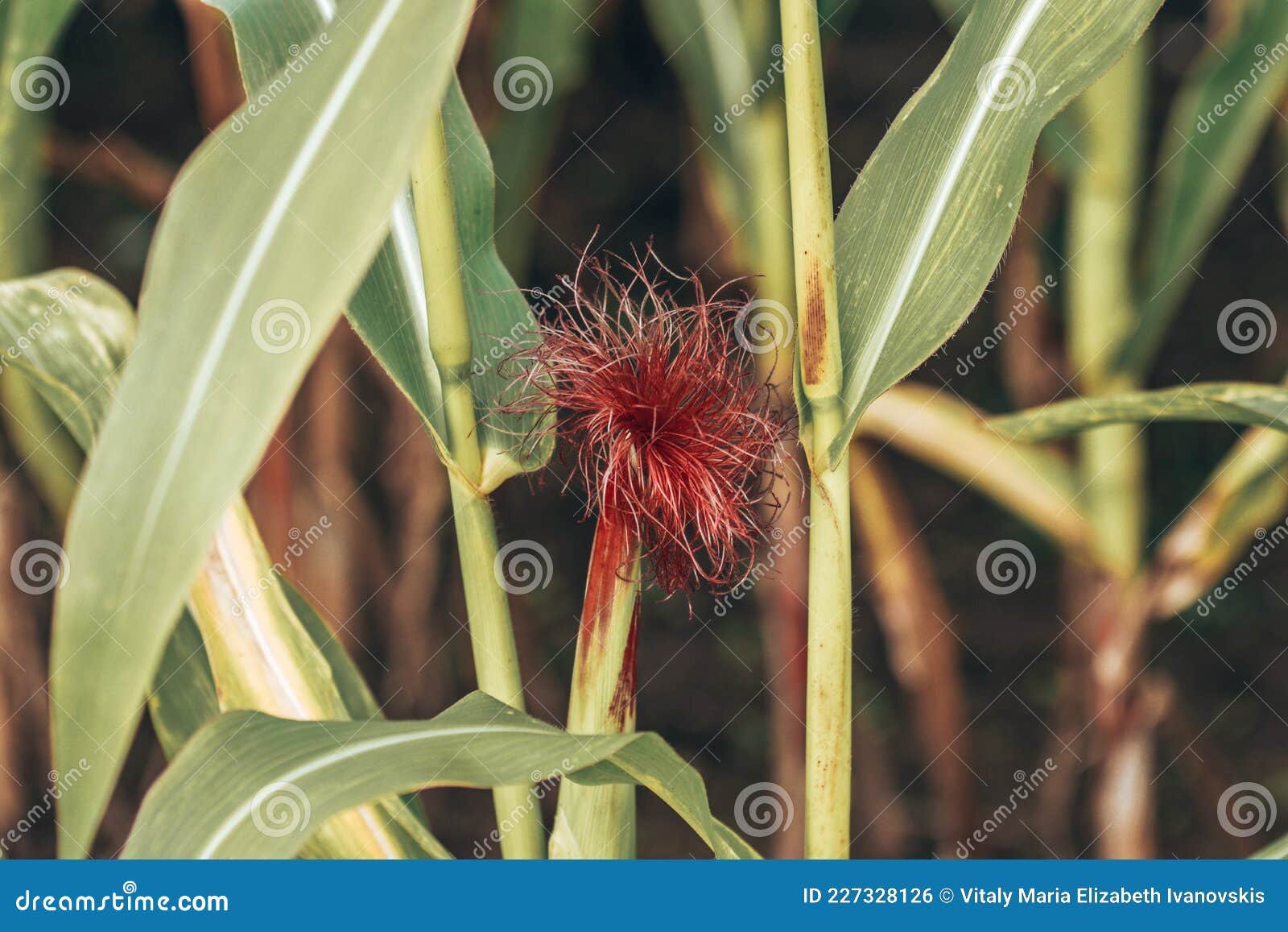 Corn, Cornfield, Agriculture, Season, Harvest, Cobs, August Stock Photo ...