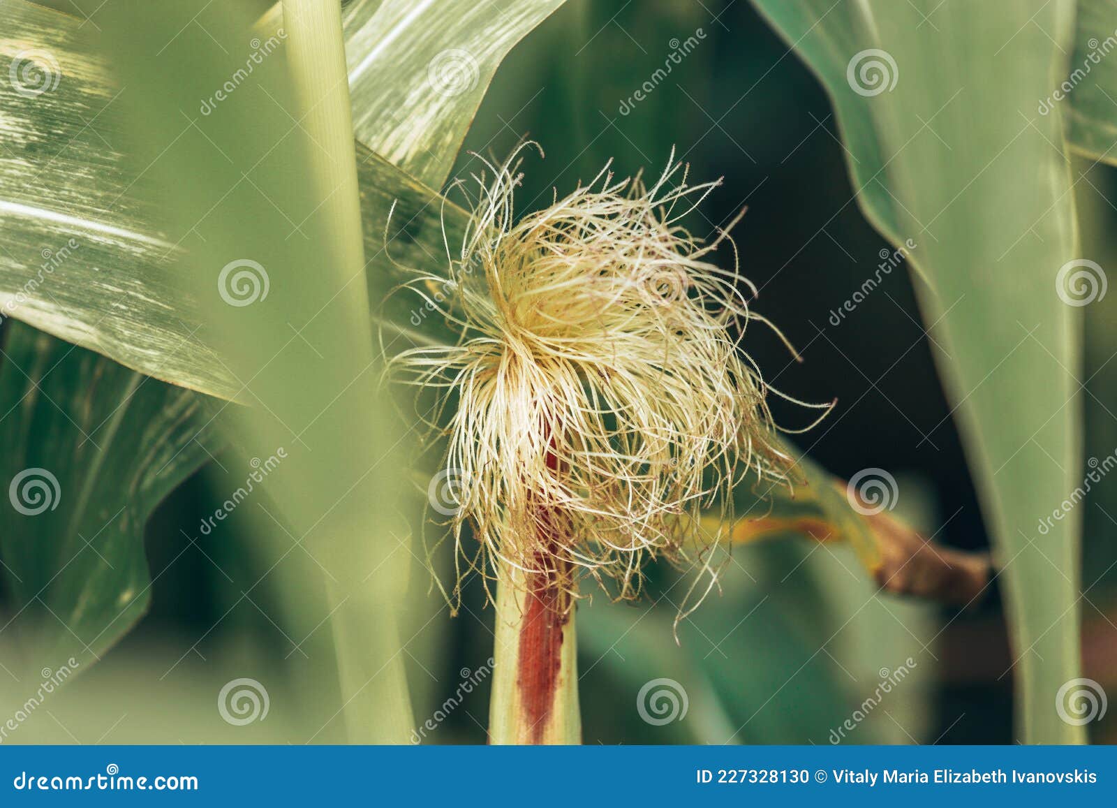 Corn, Cornfield, Agriculture, Season, Harvest, Cobs, August Stock Photo ...