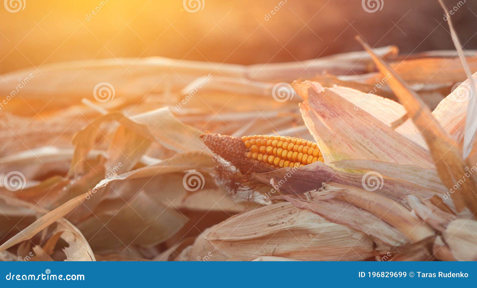 Corn on a Cornfield in the Evening Stock Image - Image of ripe, crop ...