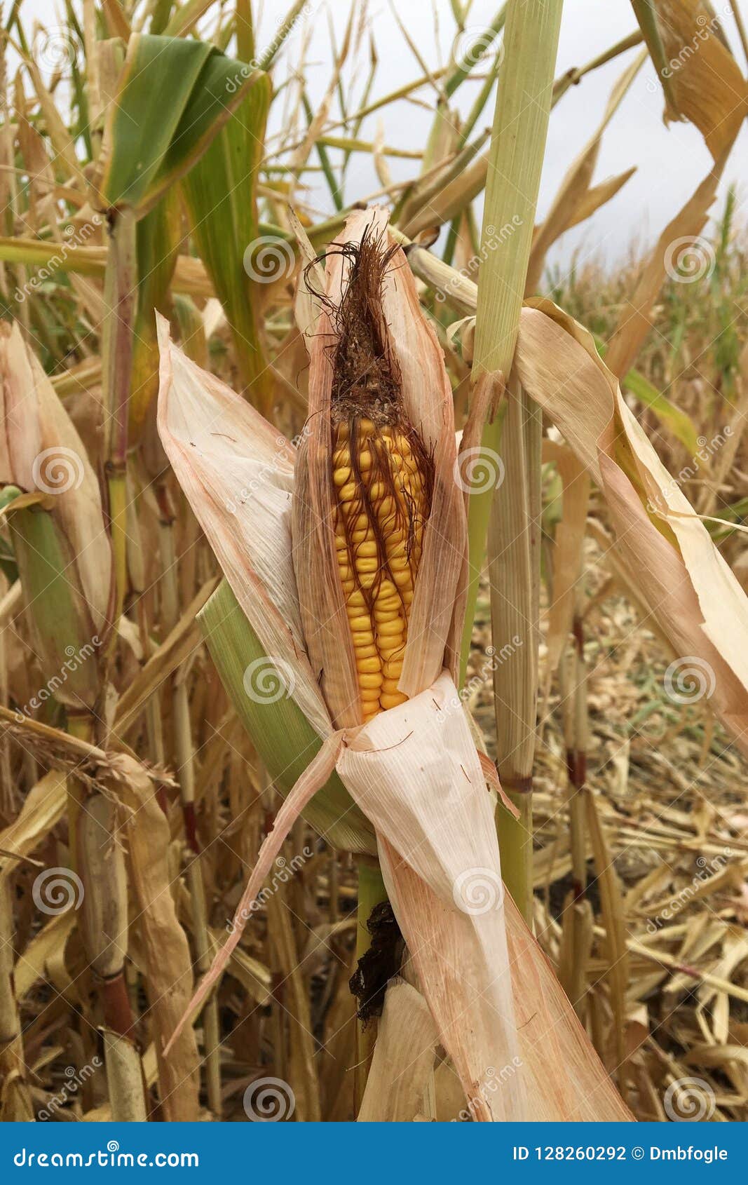 Corn Cob Cornstalk Background Stock Image | CartoonDealer.com #121654795