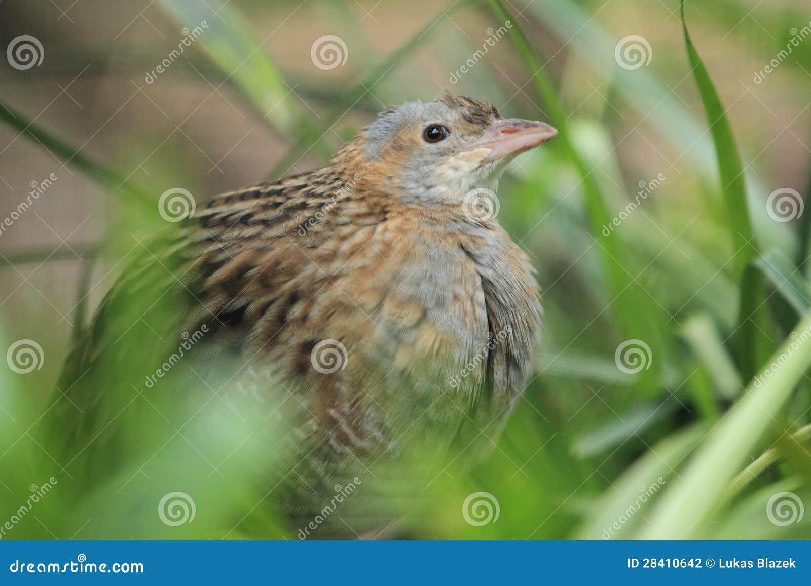 Corn crake stock photo. Image of detail, corncrake, bird - 28410642