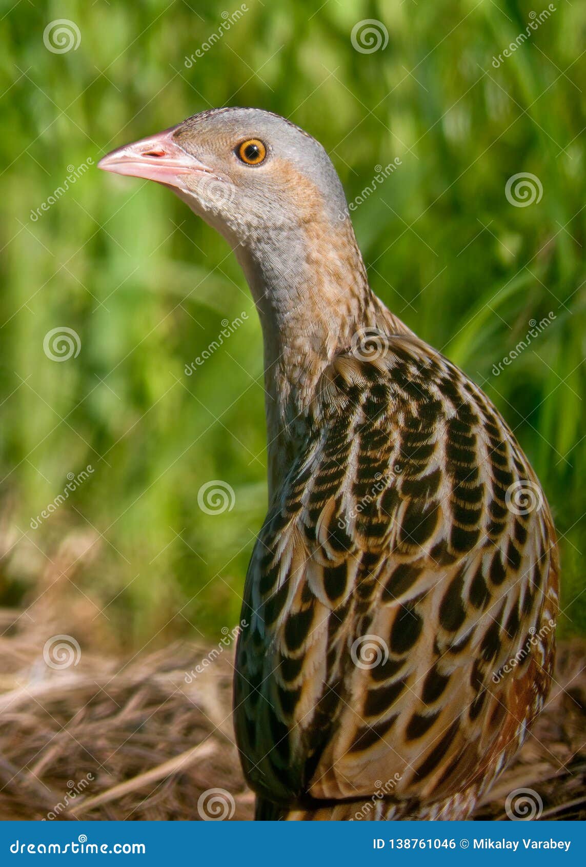 Corn Crake Back View Portrait from Short Distance Stock Photo - Image ...