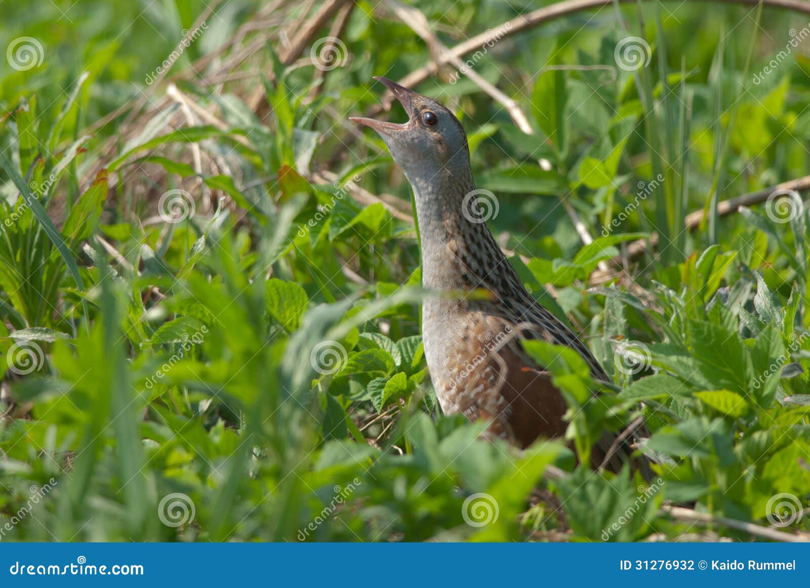 Corn crake calling stock photo. Image of call, bird, colourful - 31276932