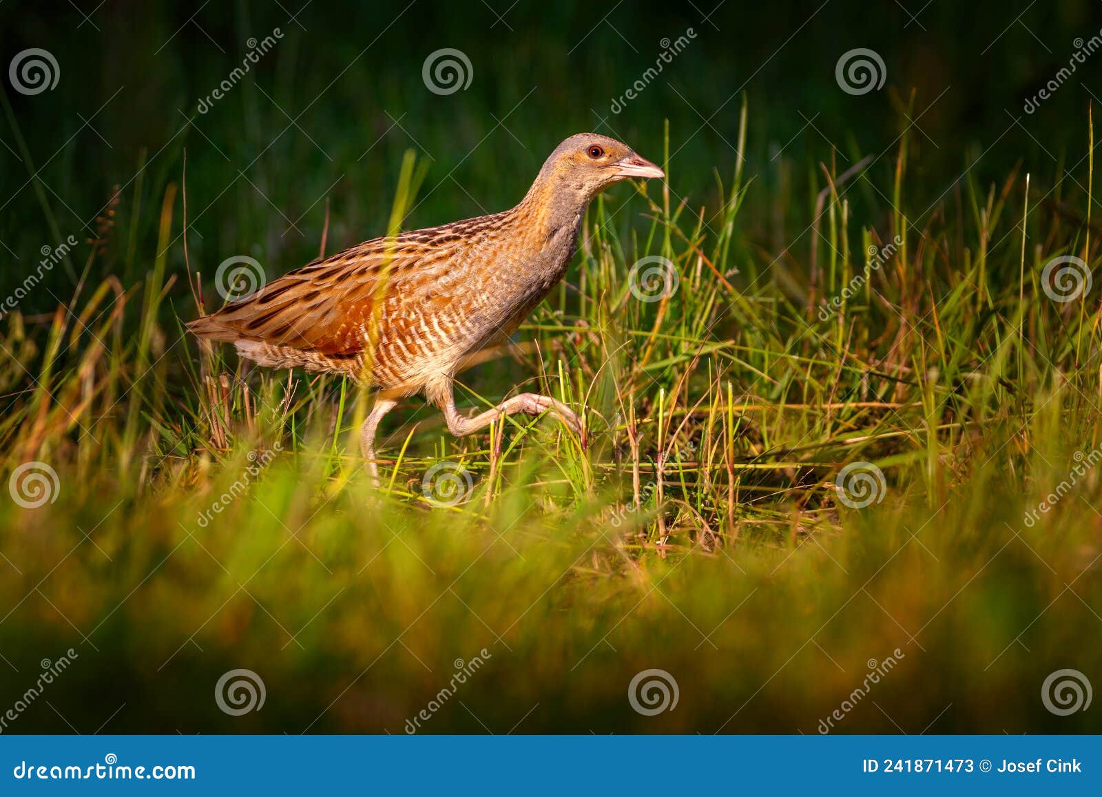 Bird Corncrake Stock Photography | CartoonDealer.com #54983396