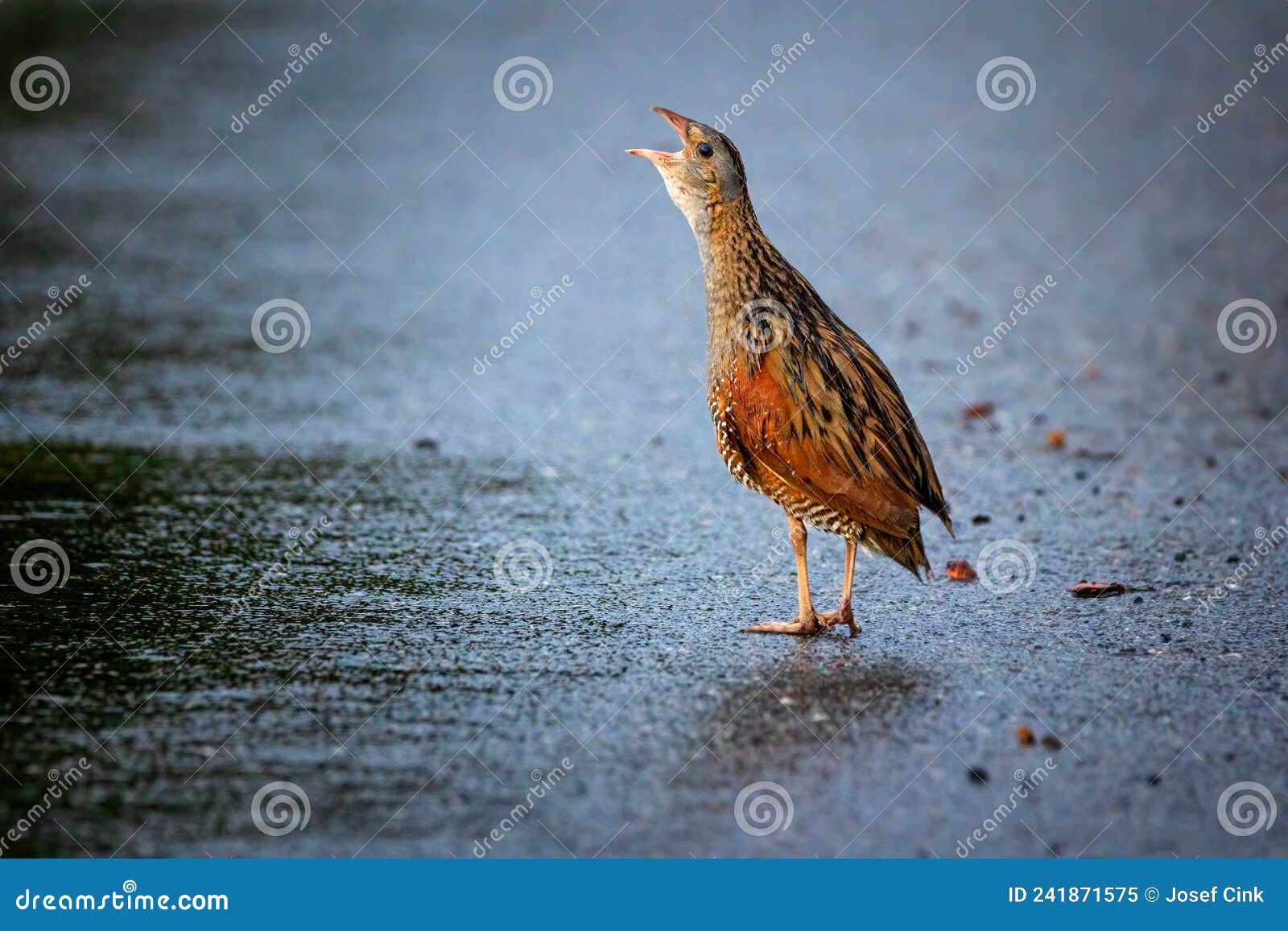 The Corn Crake, Corncrake or Landrail, Crex Crex is a Bird in the Rail ...