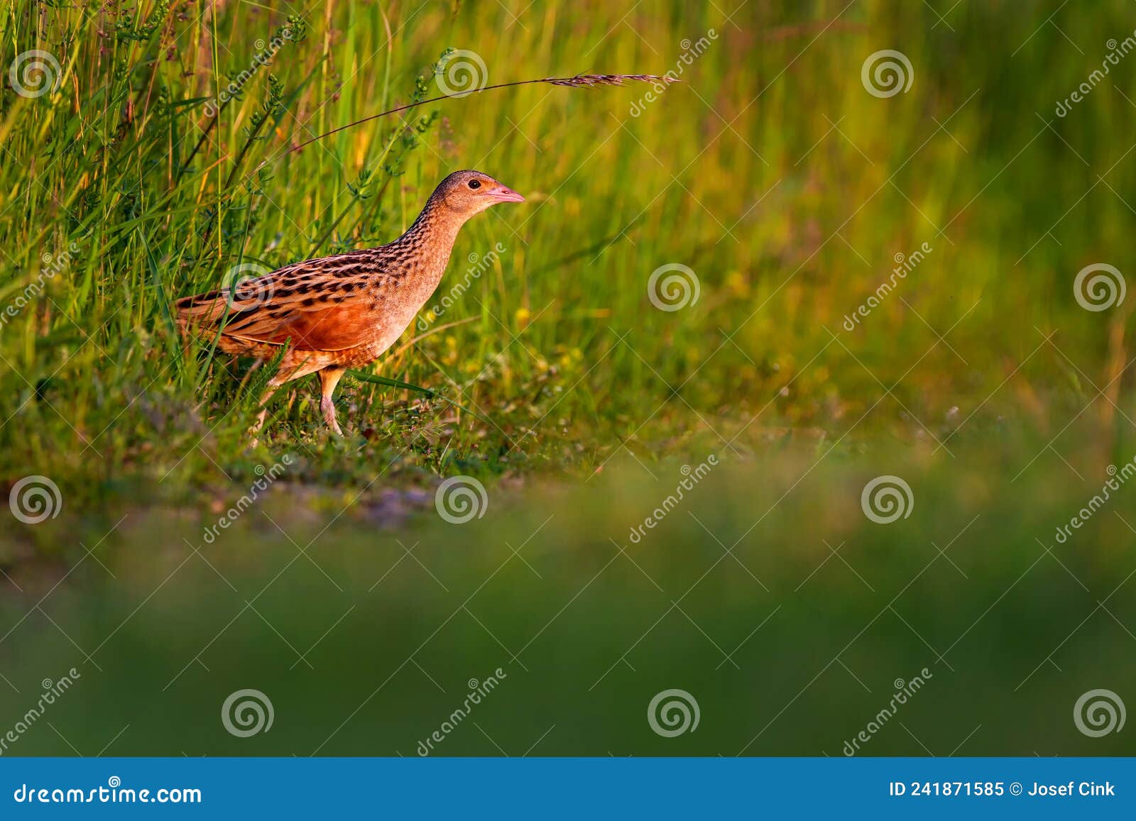 The Corn Crake, Corncrake or Landrail, Crex Crex is a Bird in the Rail ...