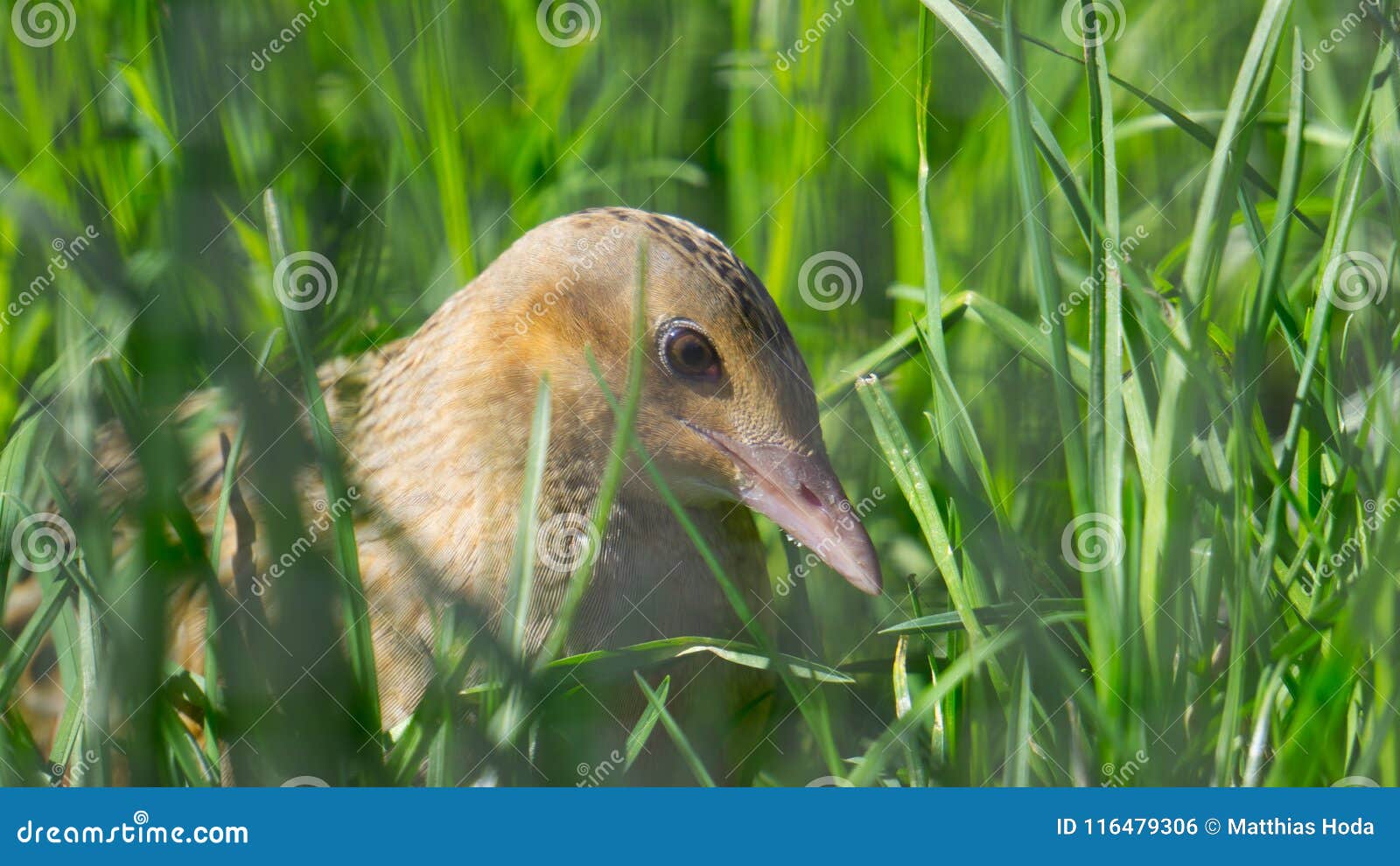 Corn Crake- Crex Crex stock photo. Image of outdoor - 116479306