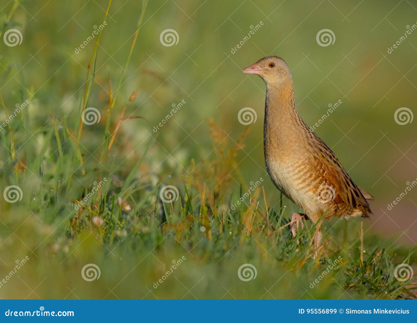 Corn Crake Crex crex stock image. Image of landrail, vilnius - 95556899