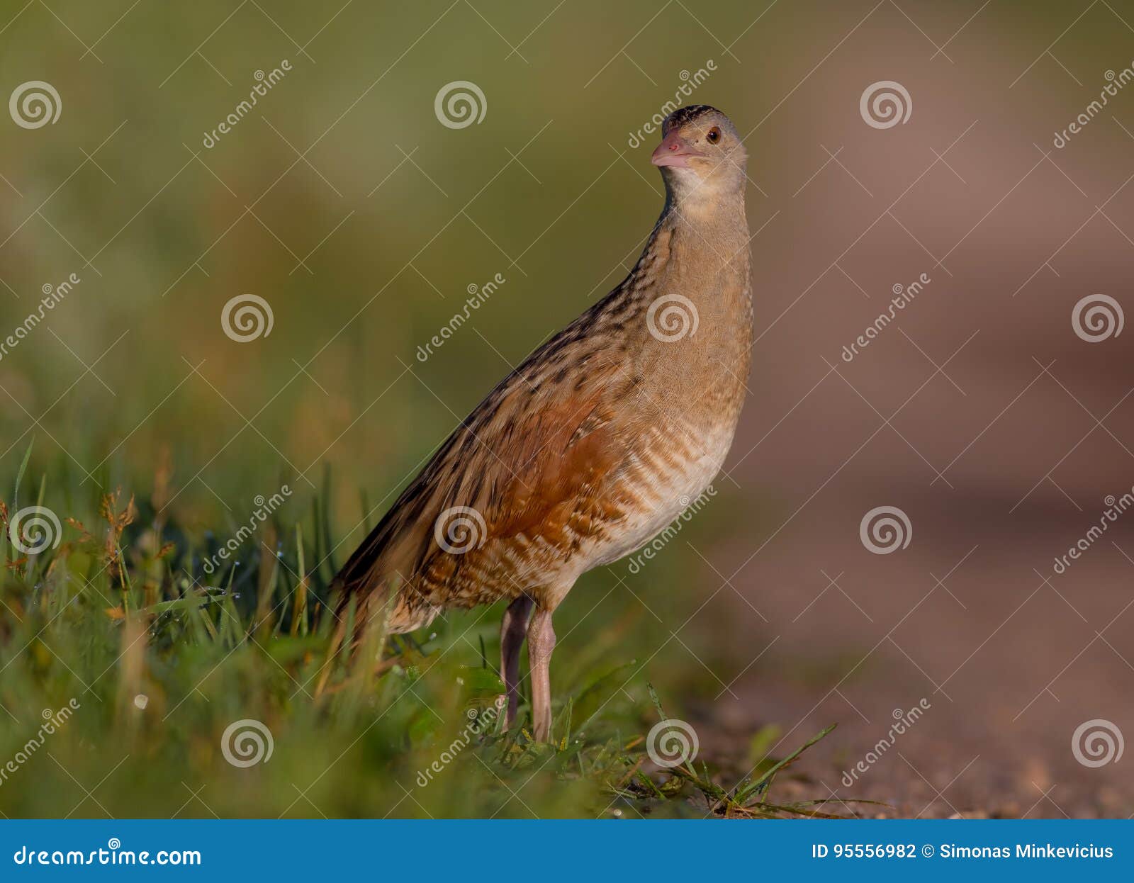 Corn Crake Crex crex stock photo. Image of corncrake - 95556982