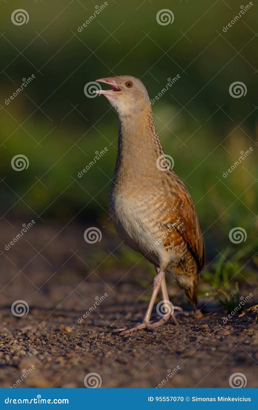 Corn Crake Crex crex stock photo. Image of crake, nature - 95557070