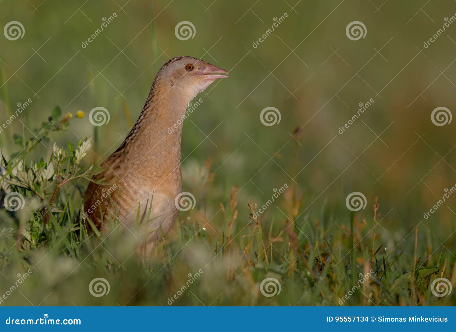 Corn Crake Crex crex stock photo. Image of bird, crex - 95557134