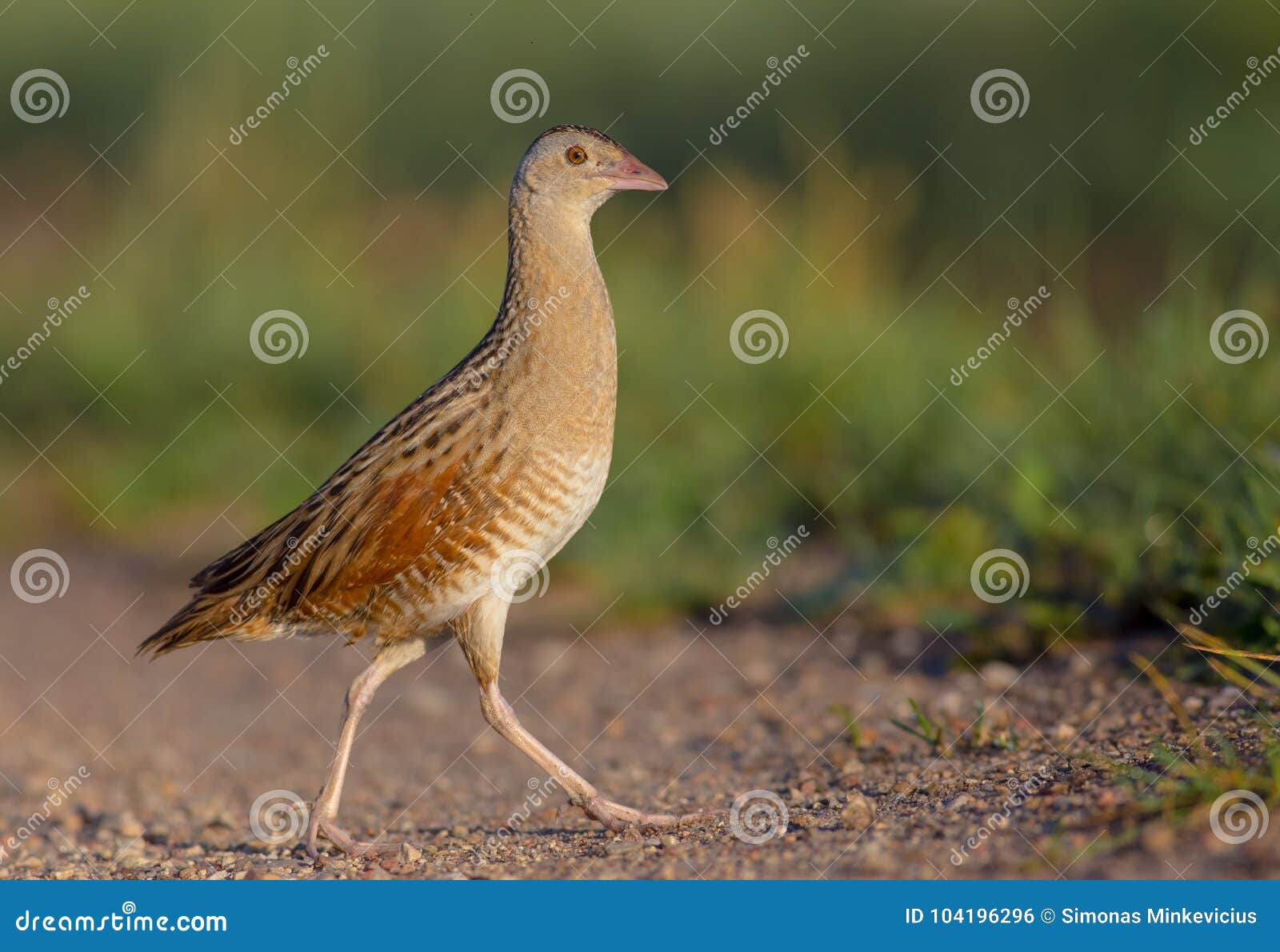 Corn crake - Crex crex stock photo. Image of bird, nature - 104196296