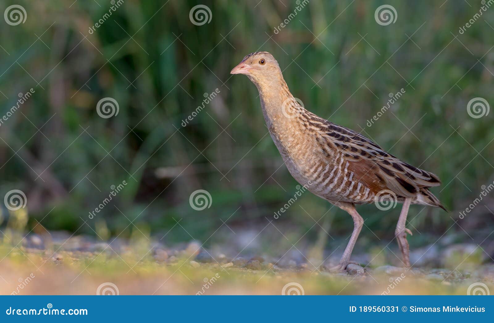 Corn Crake / Landrail - Crex Crex - Male Bird Stock Image - Image of ...