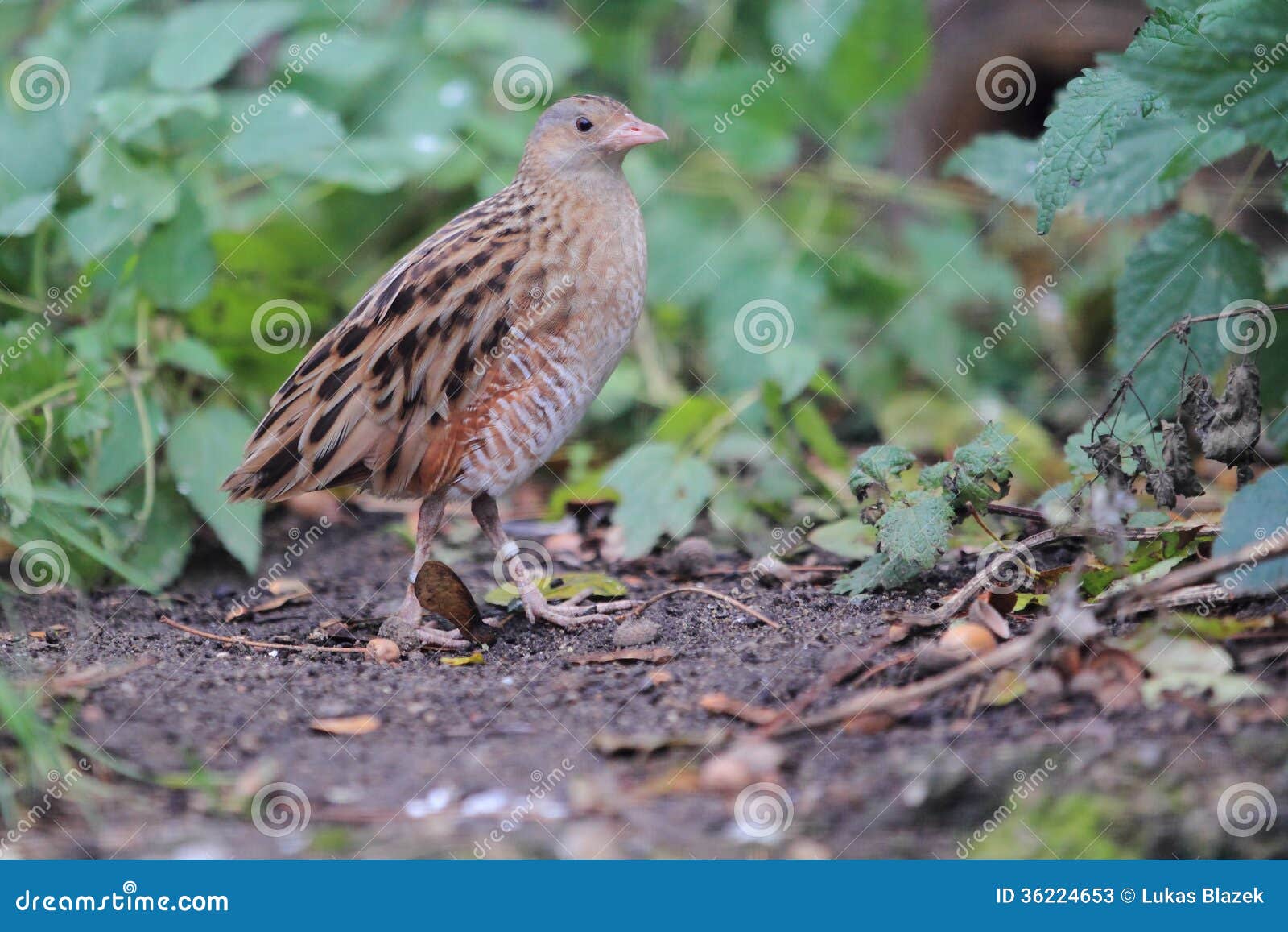 Corn crake stock image. Image of corncrake, soil, crex - 36224653