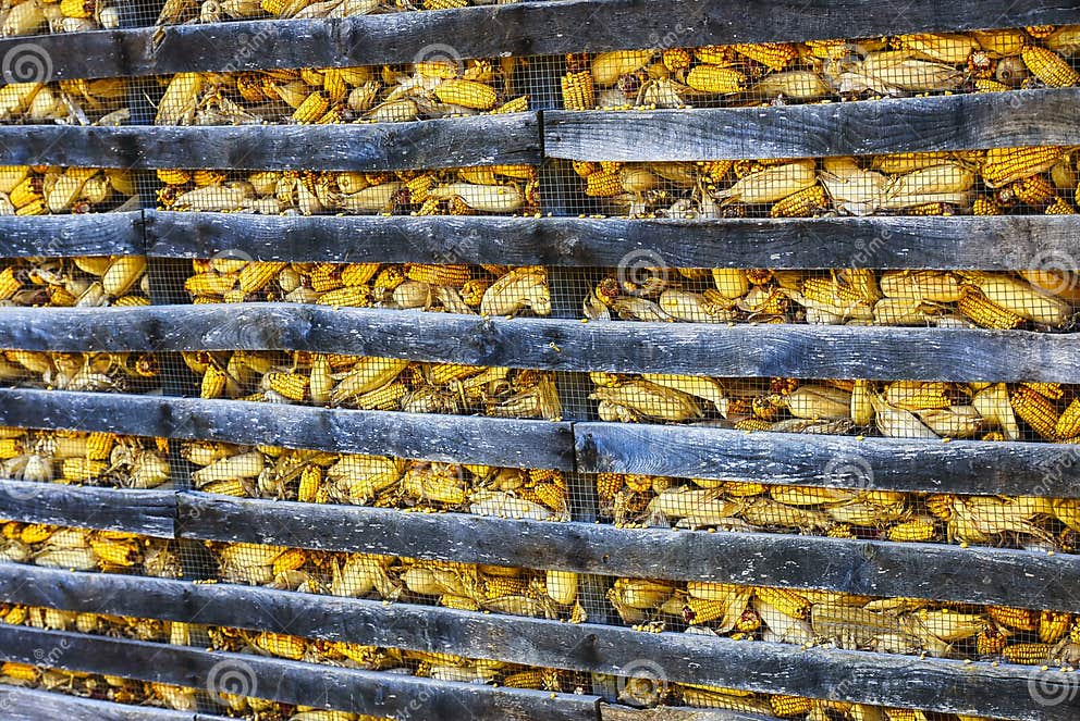 Corn crib on a farm. stock image. Image of soil, background - 292942757