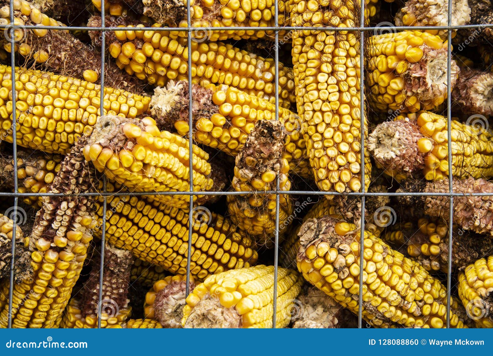 Corn-crib stock photo. Image of countryside, crop, food - 128088860