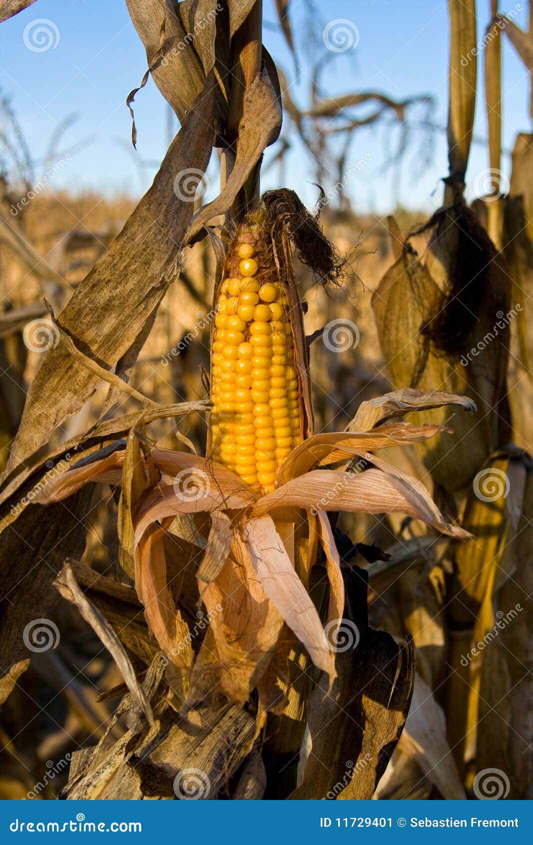 Corn crop stock image. Image of blue, growth, farm, field - 11729401