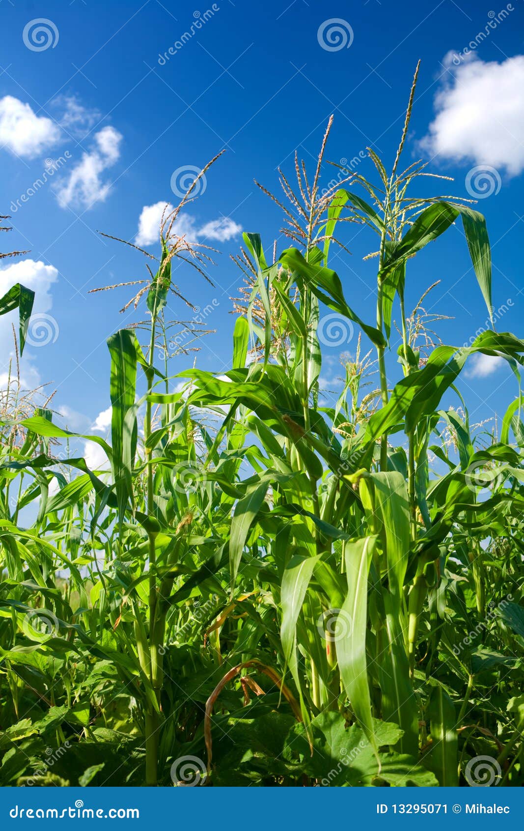 Corn Crop stock image. Image of field, corn, skies, blue - 13295071