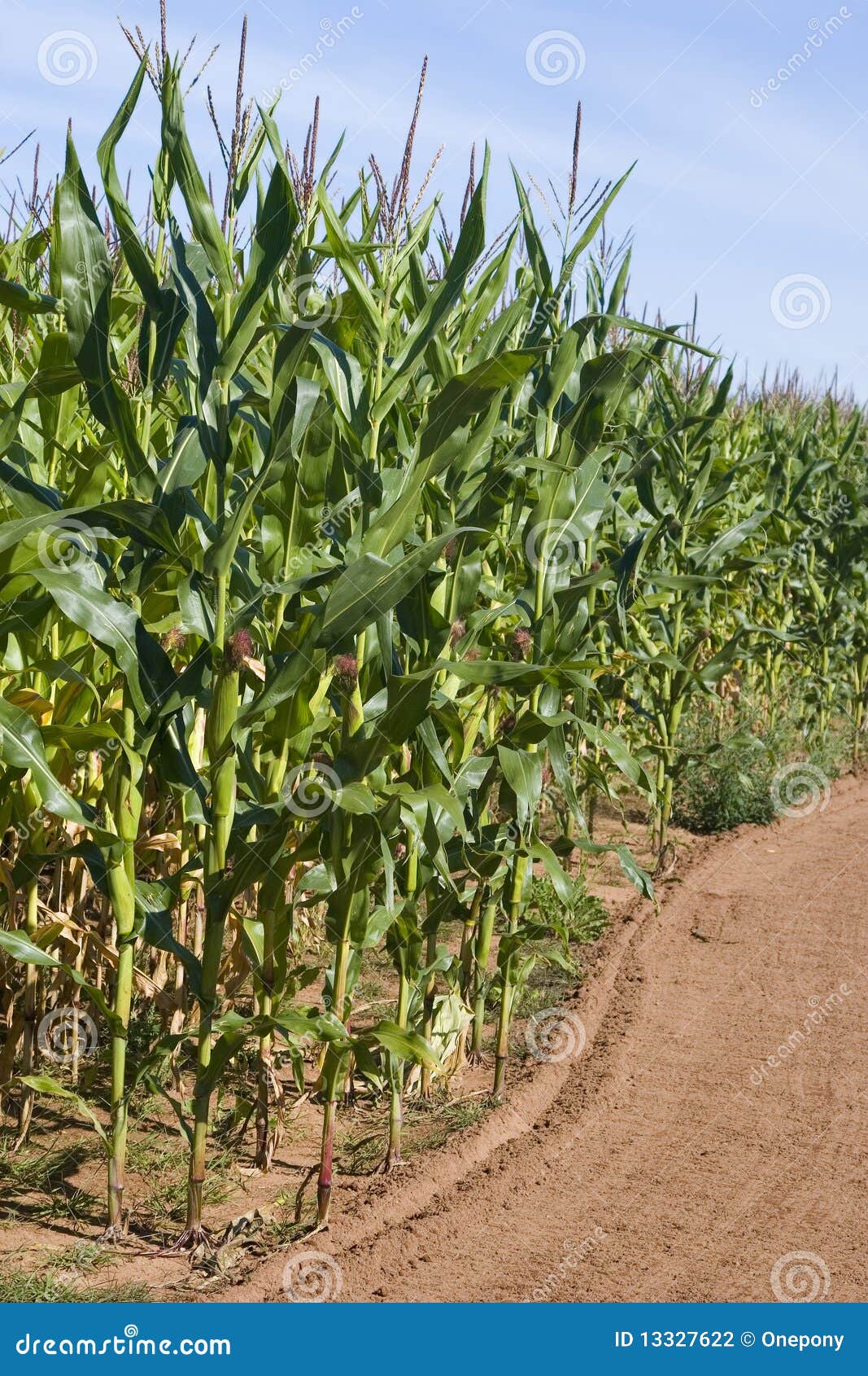 Corn Crop stock photo. Image of outdoor, farm, harvest - 13327622