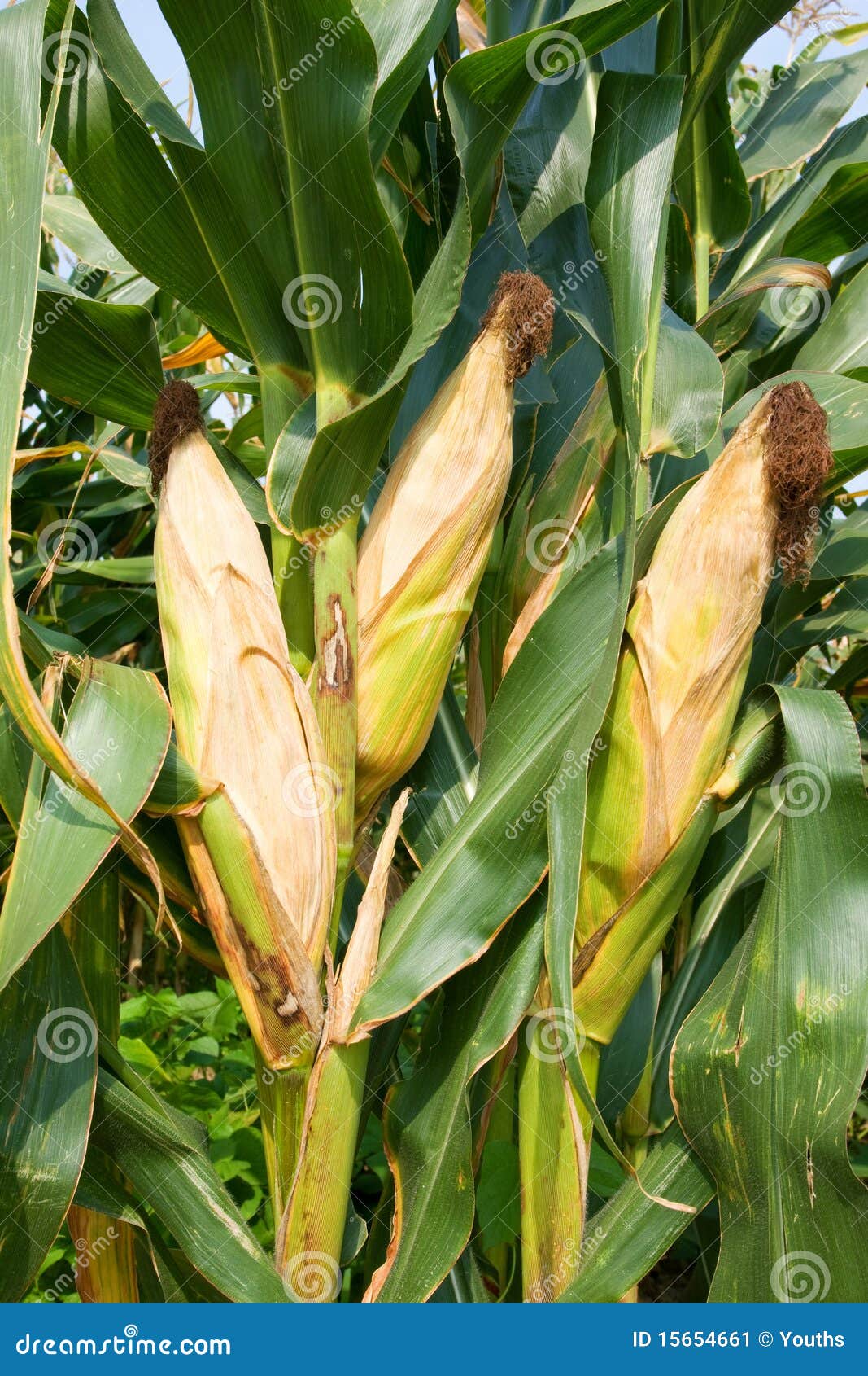 Corn crop stock image. Image of farming, cultivated, corn - 15654661