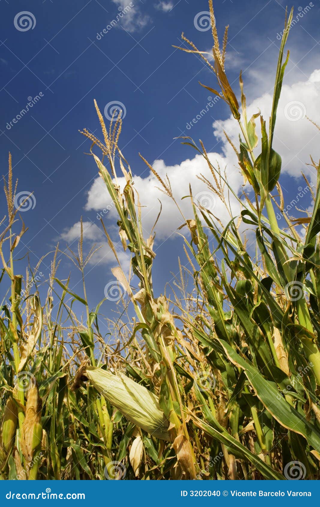 Corn crop stock photo. Image of rural, farming, vegetable - 3202040