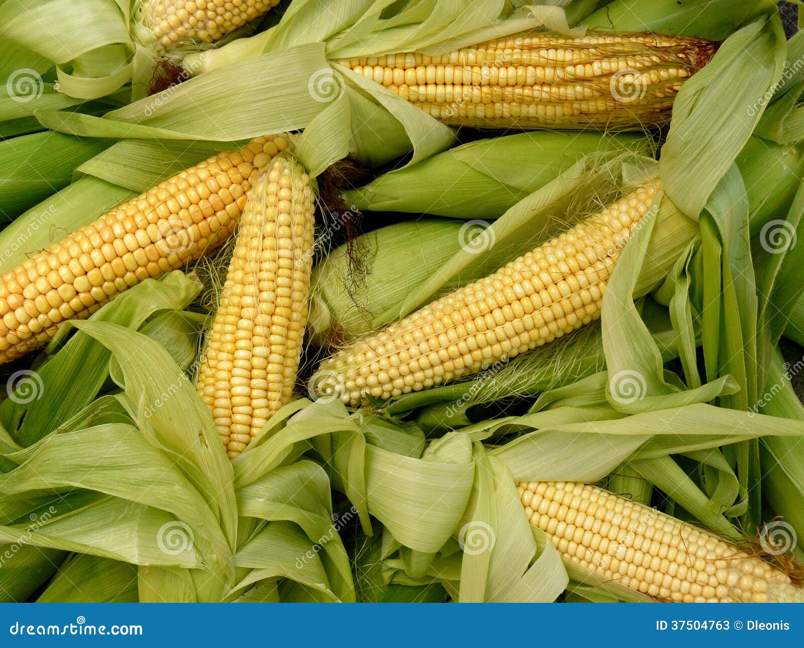Corn crop stock image. Image of crop, farm, background - 37504763