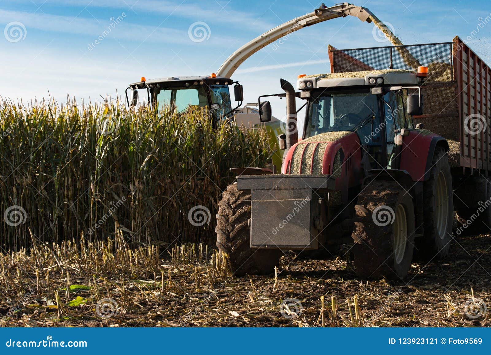 Corn Crop, Agricultural Activity for Harvest Season Stock Image - Image ...