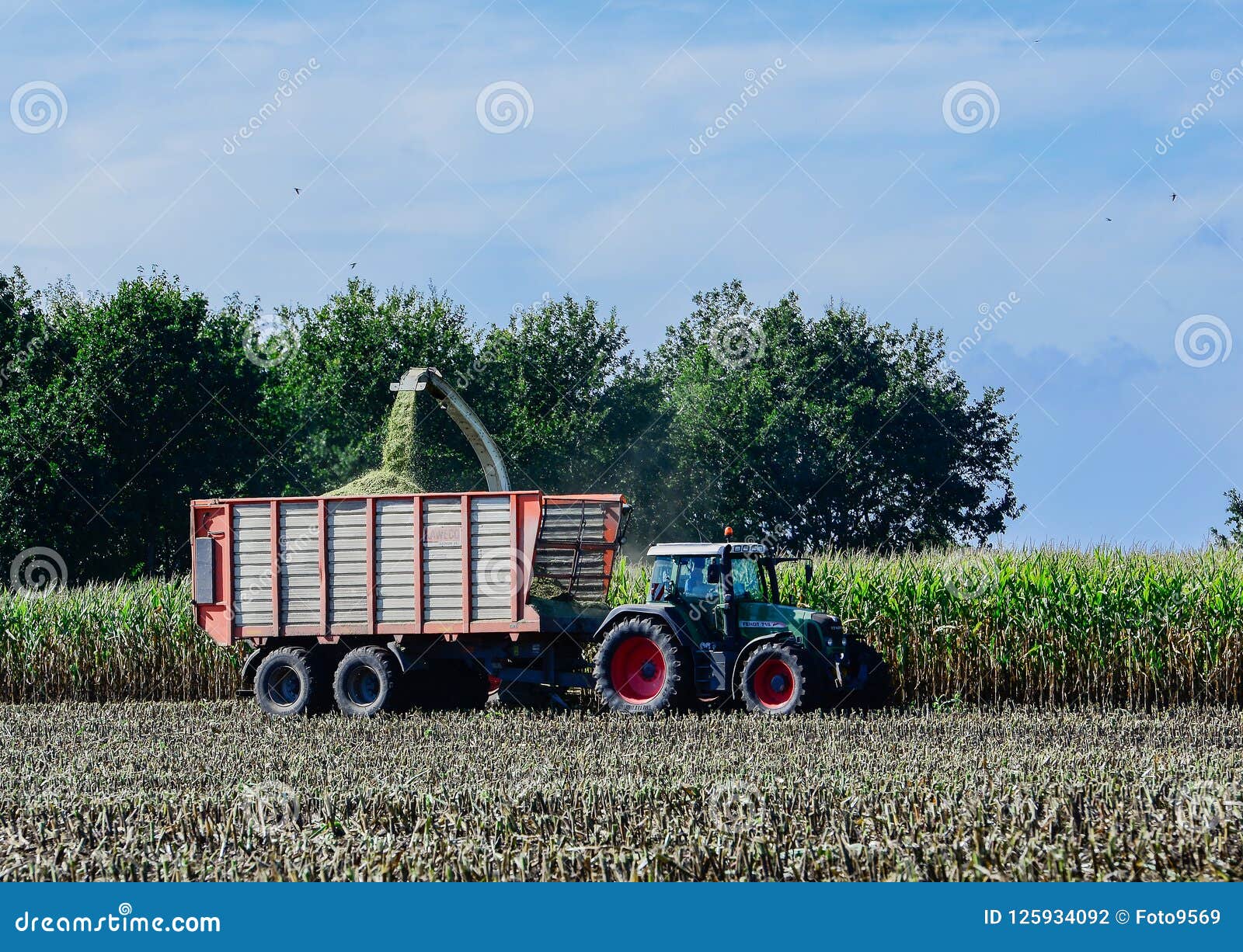 Corn Crop, Agricultural Activity for Harvest Season Editorial ...