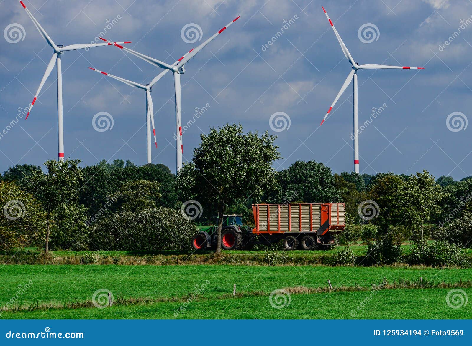 Corn Crop, Agricultural Activity for Harvest Season Stock Photo - Image ...
