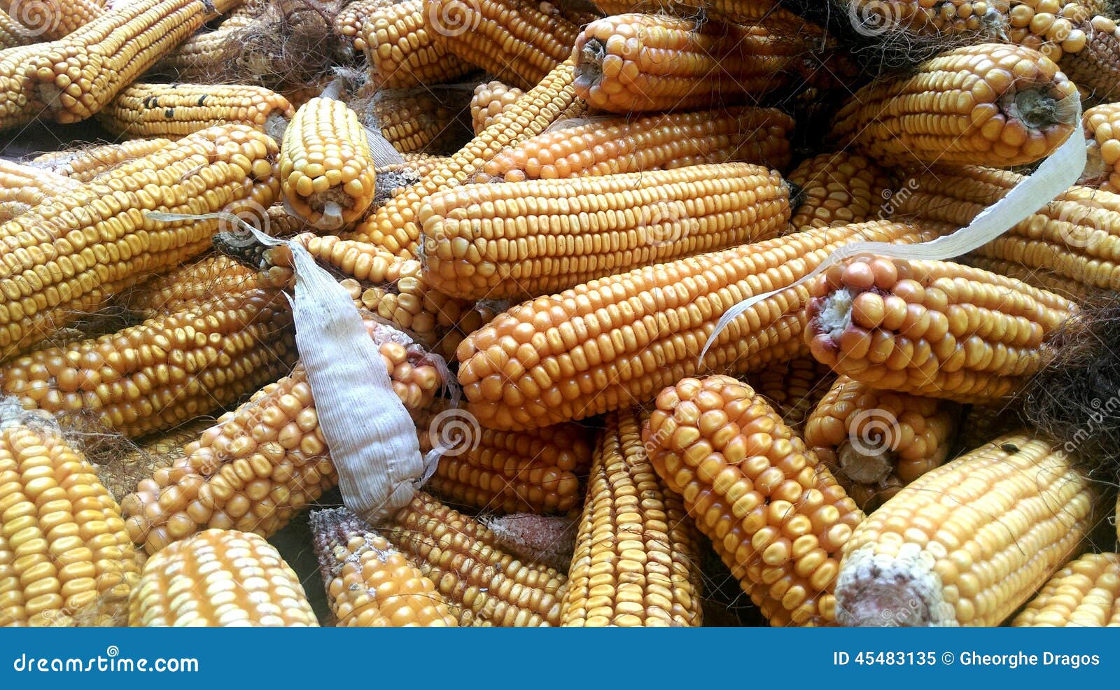 Corn crop editorial image. Image of harvest, crop, nature - 45483135
