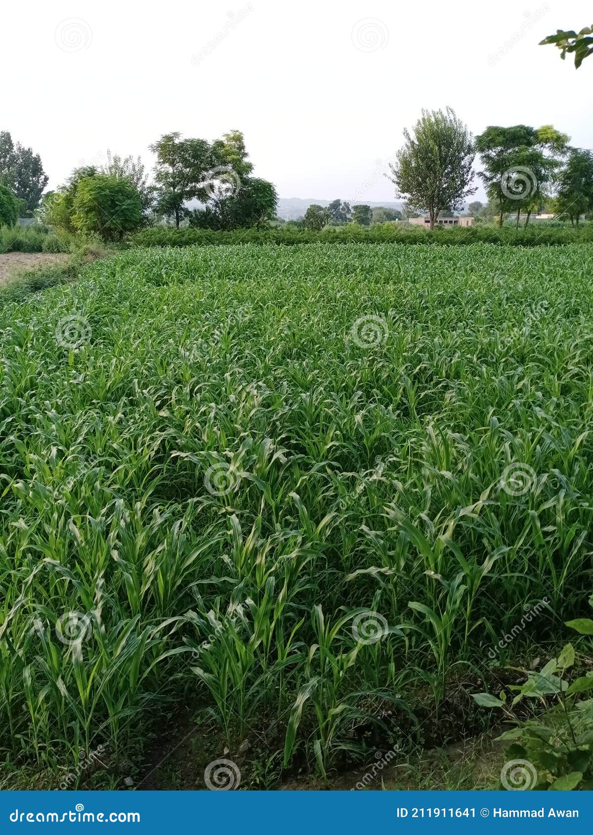 Corn Crop,beautiful Attractive Pic of Corn Crops Stock Image - Image of ...