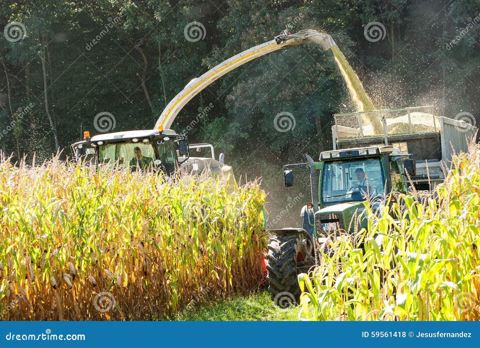 Corn crop being brought in editorial stock photo. Image of plantation ...