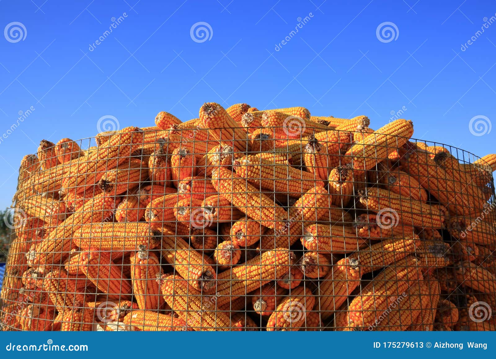 The corn crop stock image. Image of grain, closeup, maize - 175279613