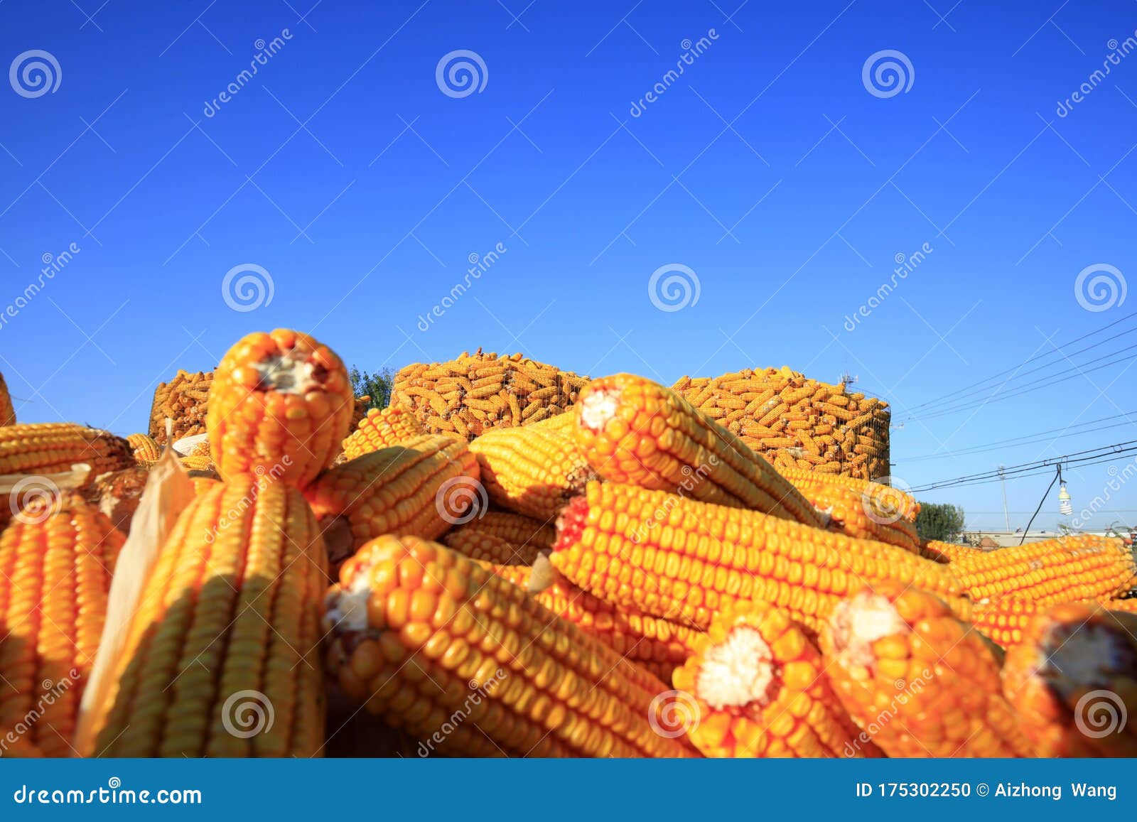 The corn crop stock photo. Image of maize, sweetcorn - 175302250