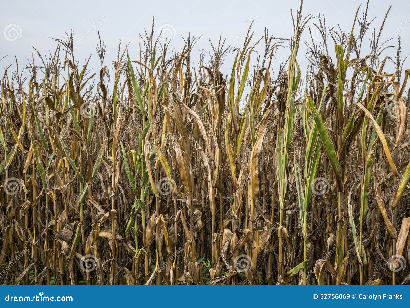 Corn Crop Damaged by Drought Stock Image - Image of brown, dead: 52756069