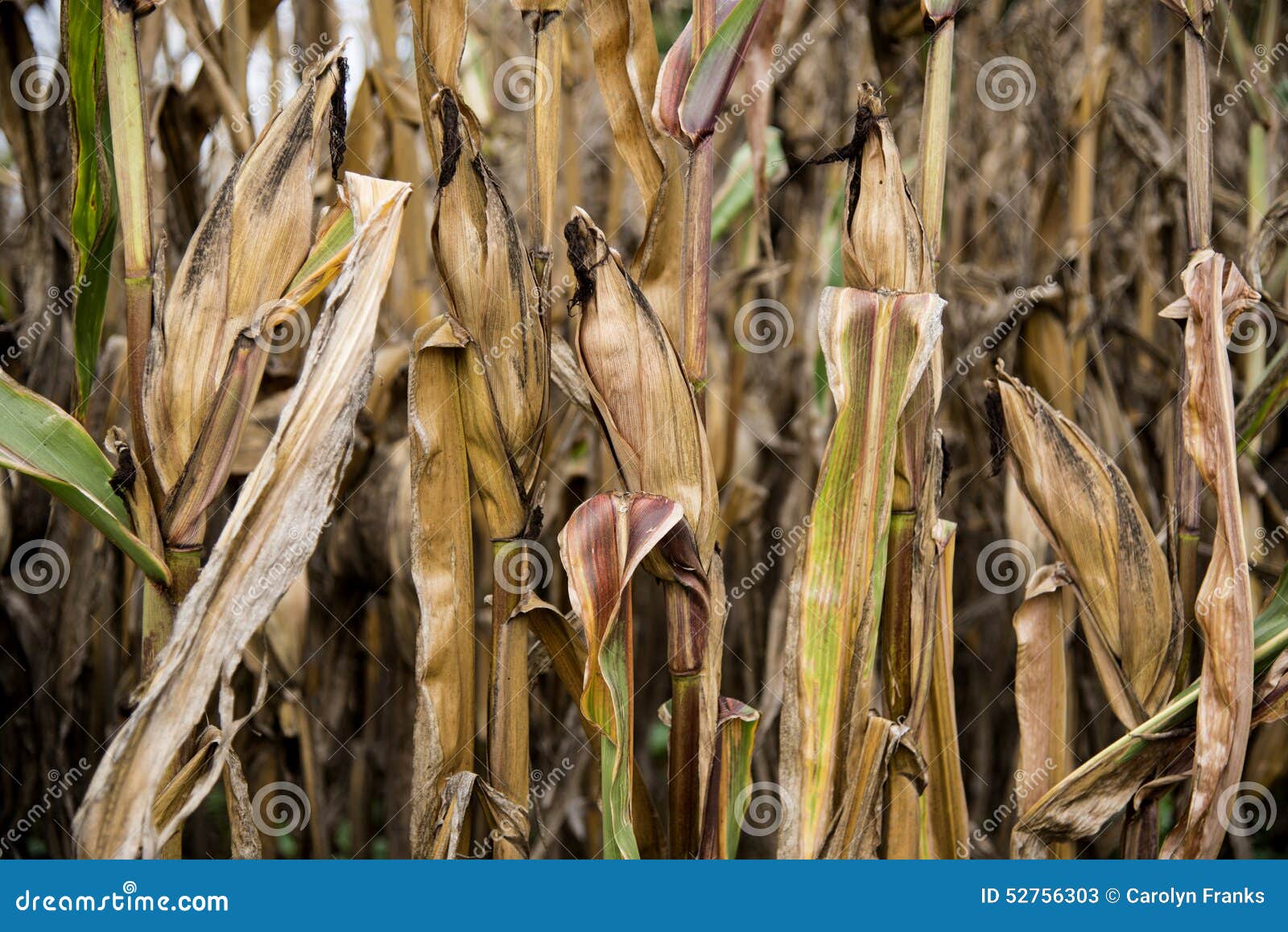 Corn Crop Destroyed by Drought Stock Image - Image of crop, brown: 52756303