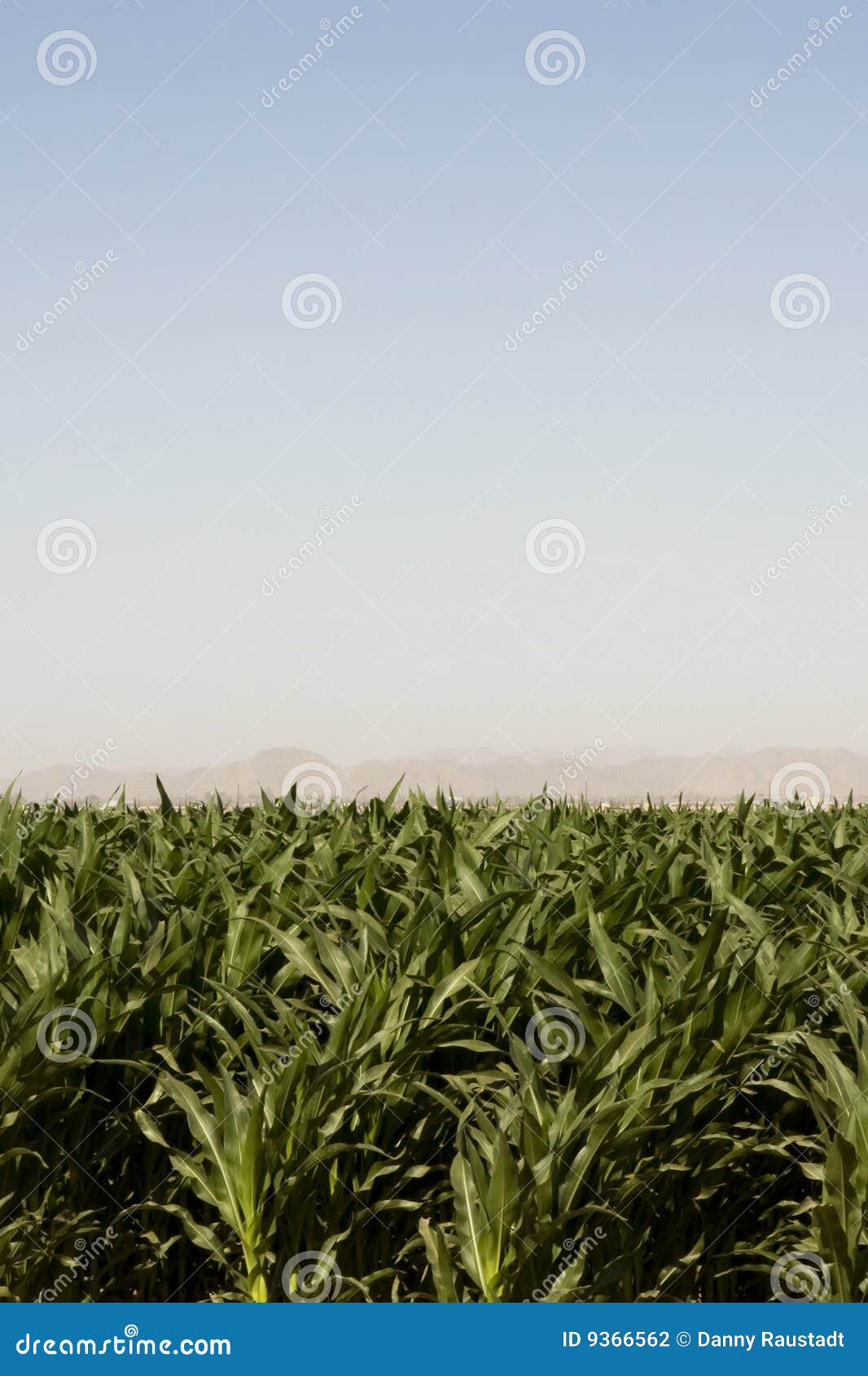 Corn Crop Of Dry Dusty Desert Farm Picture. Image: 9366562